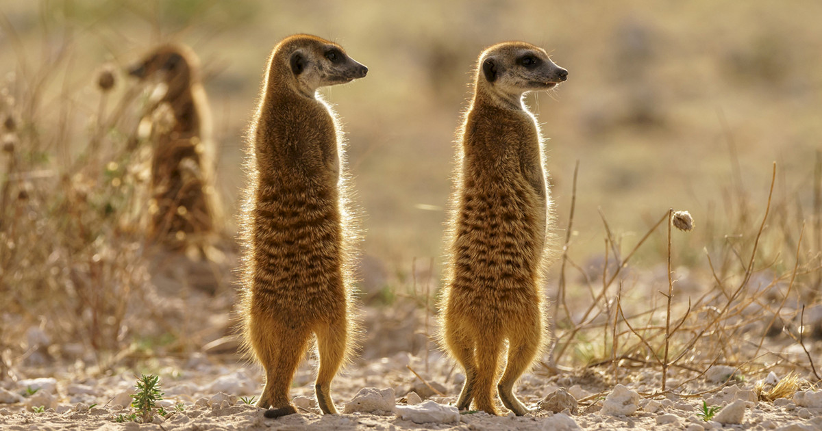 Les suricates et l’effet de réseau | COTE 100
